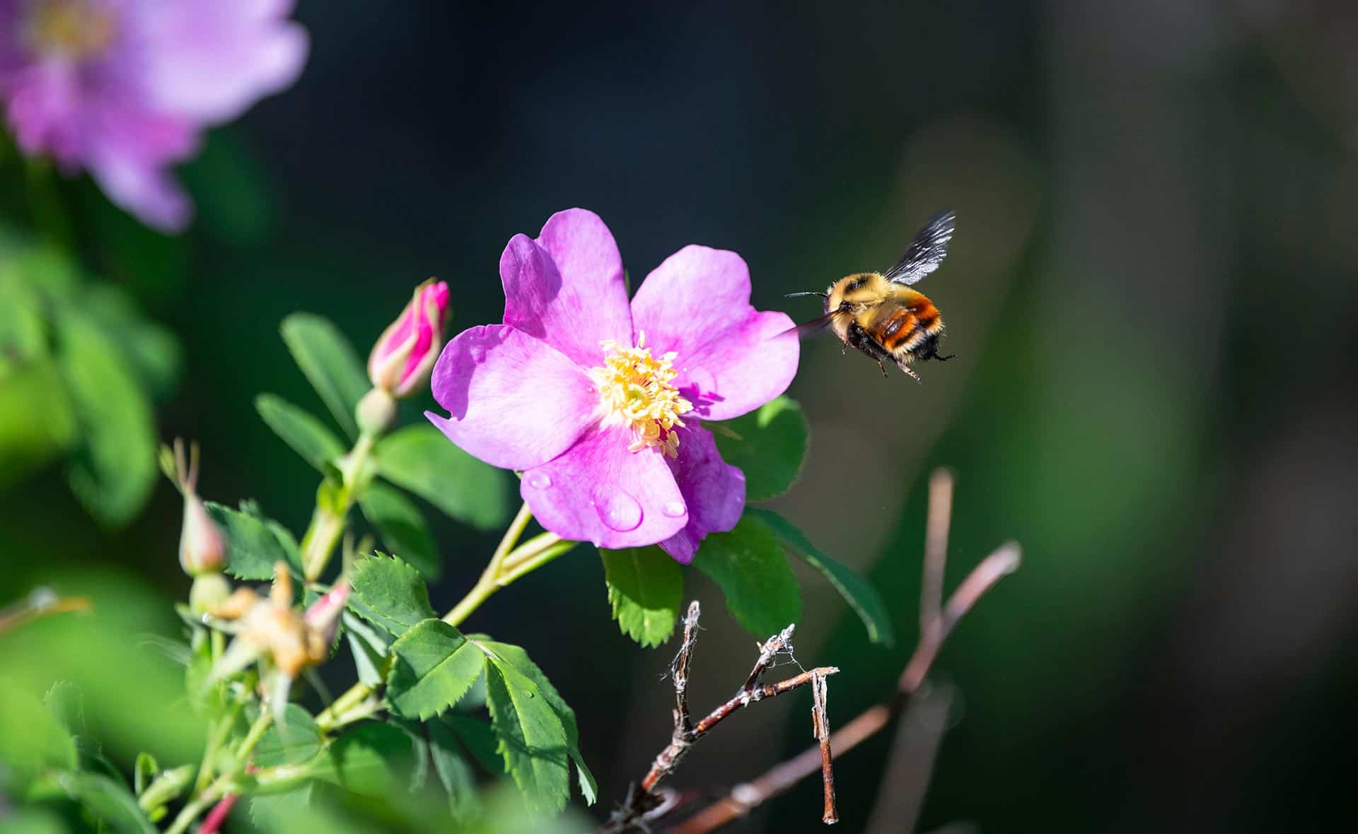 The buzz about bees: The vital role of Prairie grasslands in bee ...