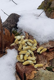 5 bird species that stay for winter in Canada | Nature Conservancy of ...