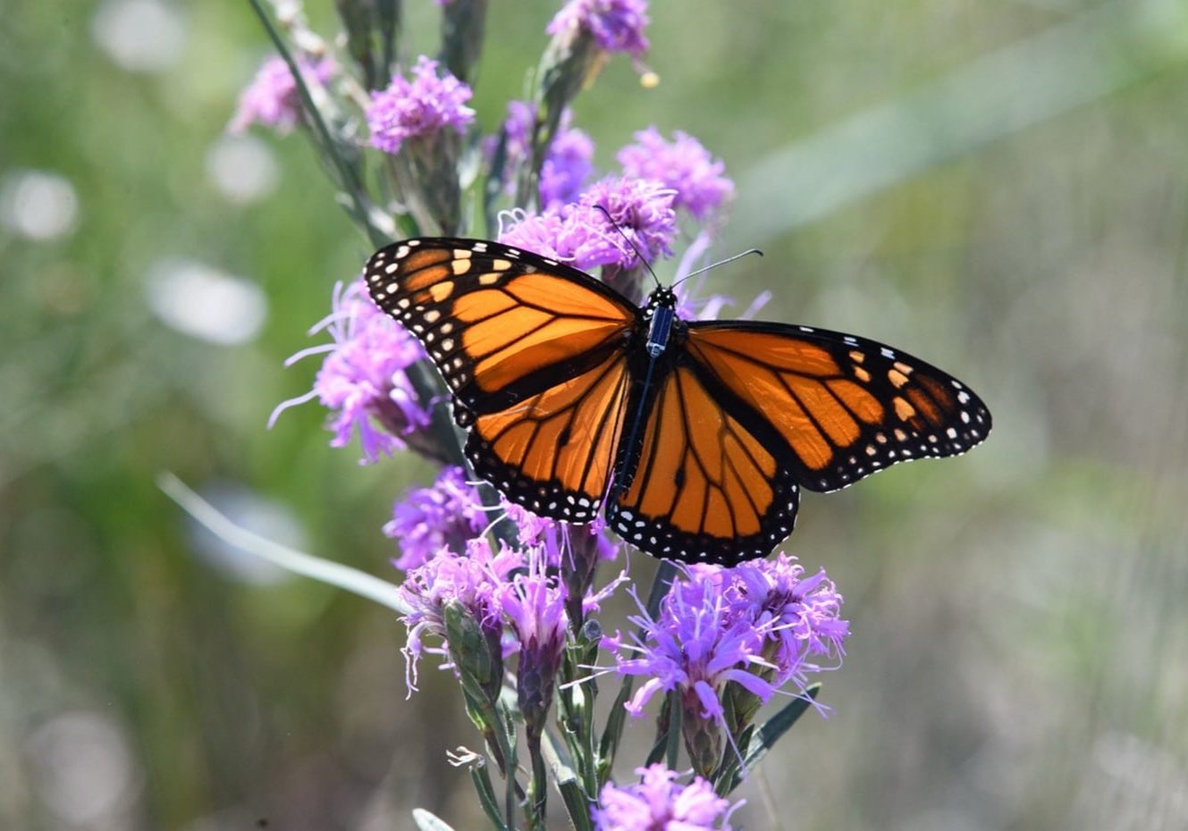 Homepage | Nature Conservancy of Canada